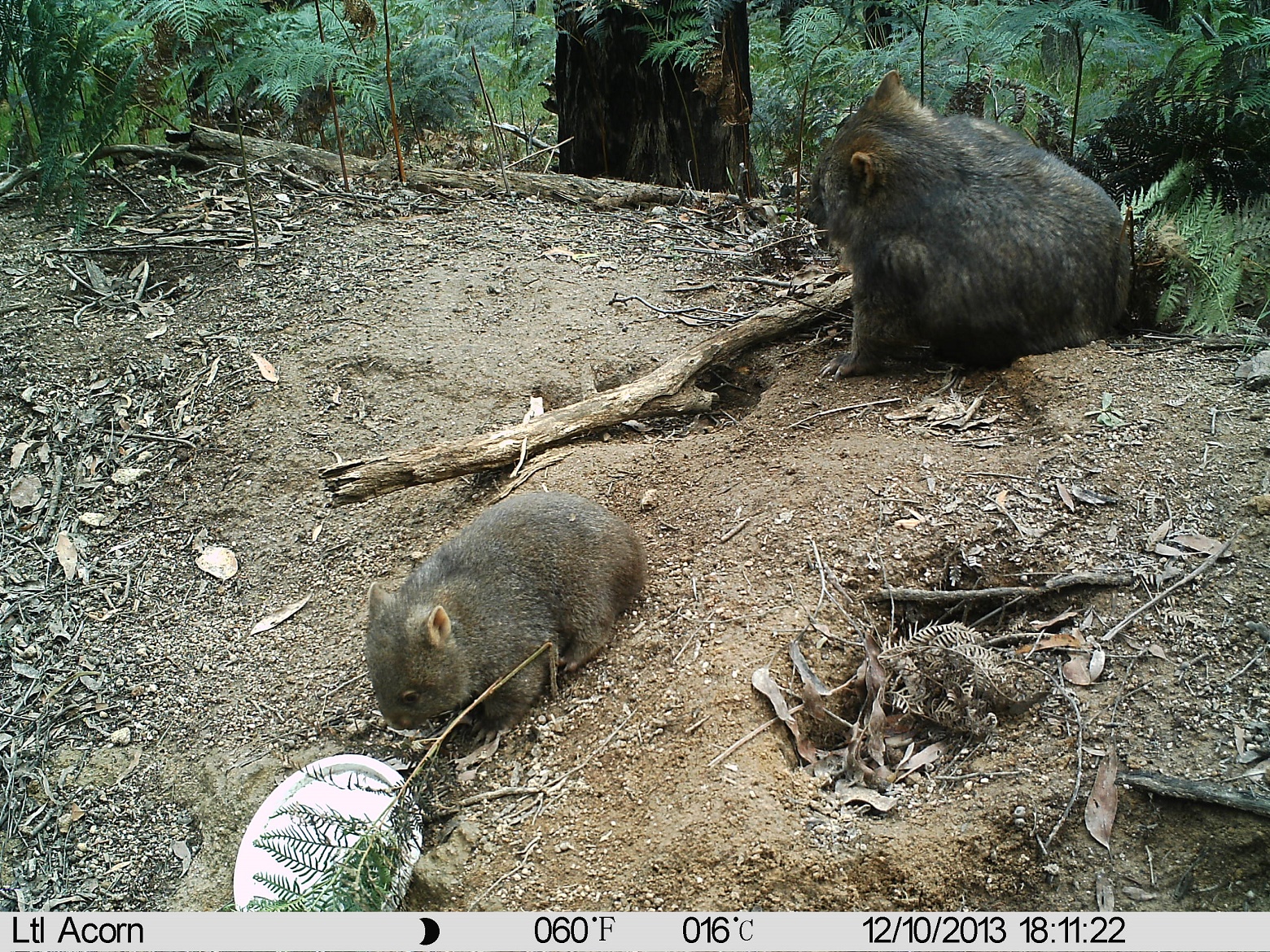 Buddying Up | Wombat Welfare
