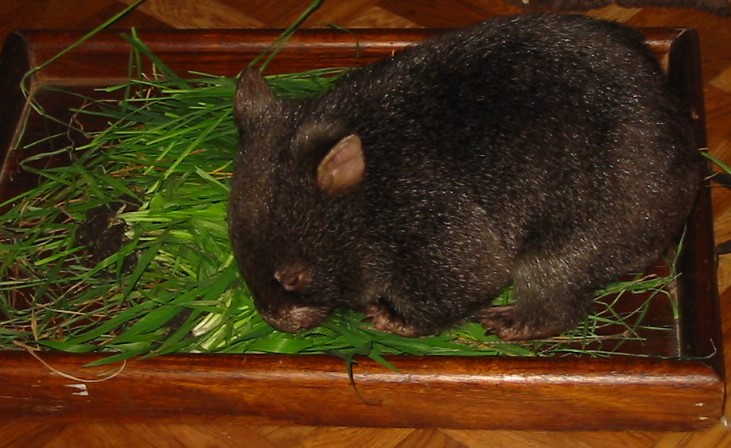 Foods to Avoid | Wombat Welfare