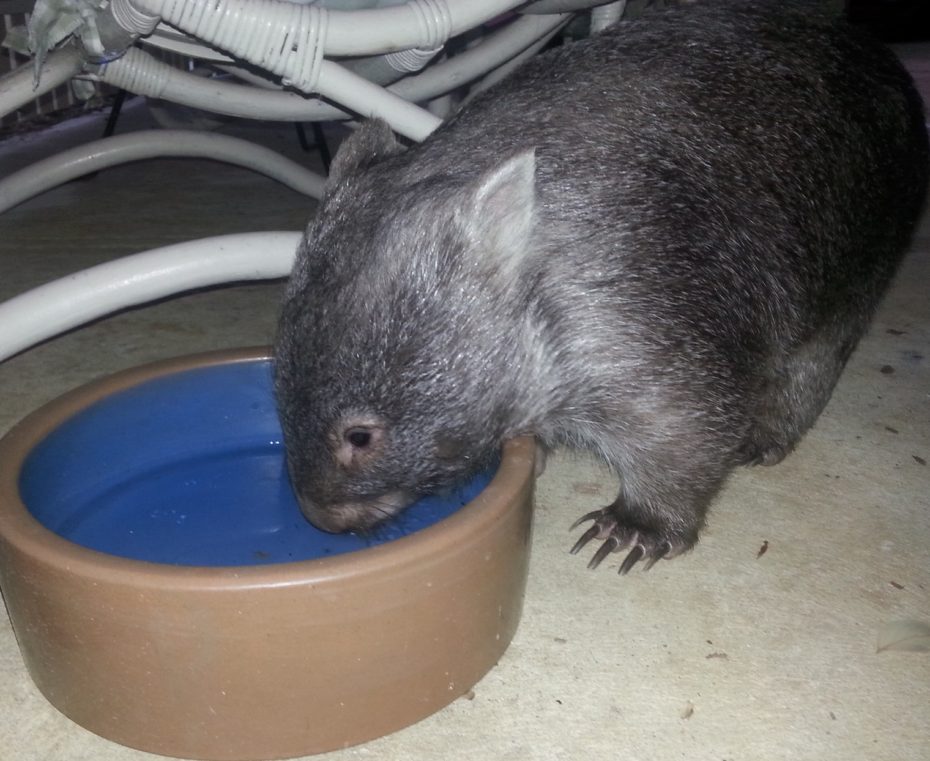 Foods to Avoid | Wombat Welfare