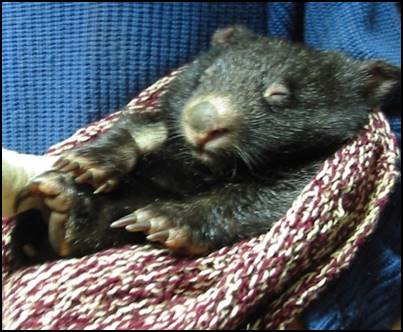 First Aid at Home | Wombat Welfare