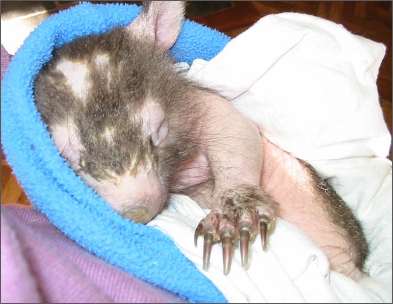 Stress is the big killer | Wombat Welfare