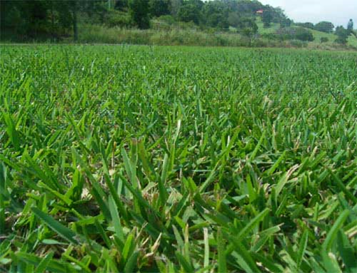Grasses | Wombat Welfare