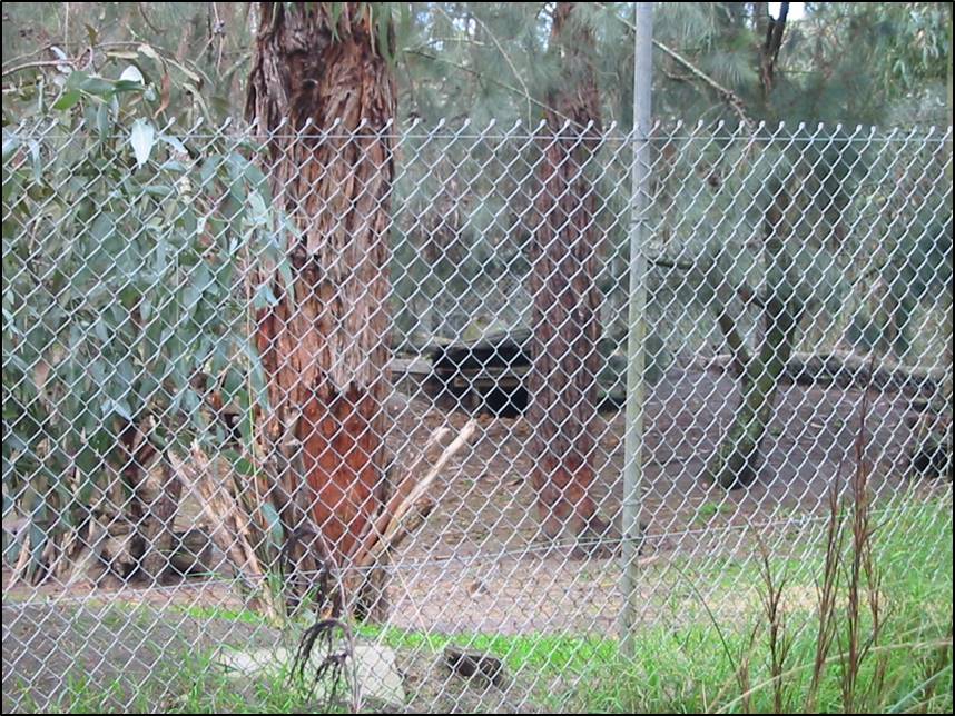 Enclosures | Wombat Welfare