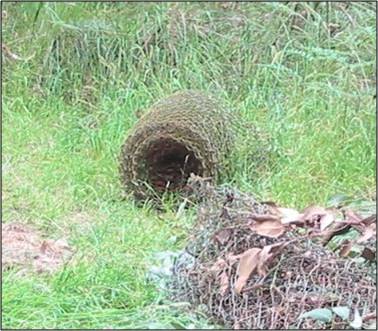 Enclosures | Wombat Welfare