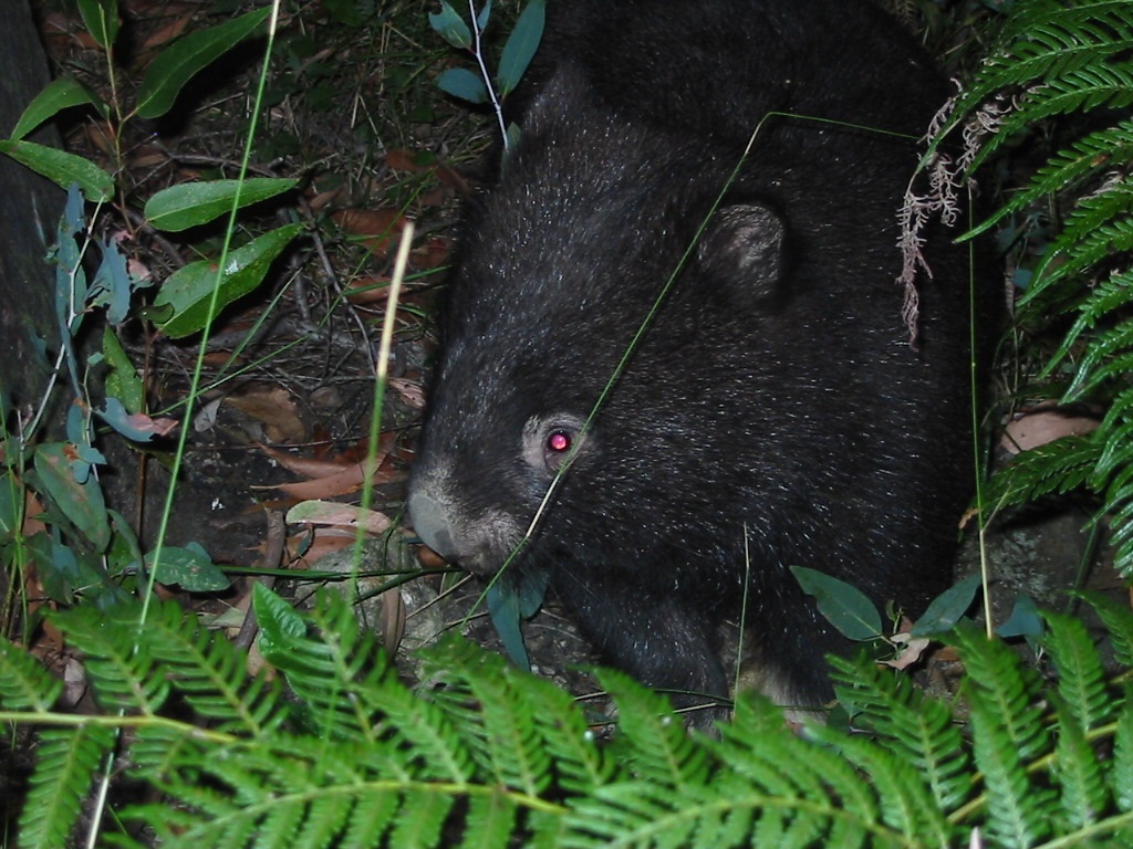 Releasing | Wombat Welfare