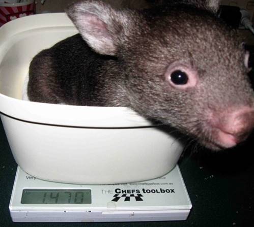 Formulas & Diets | Wombat Welfare