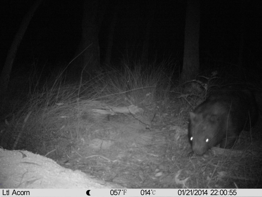 Releasing | Wombat Welfare